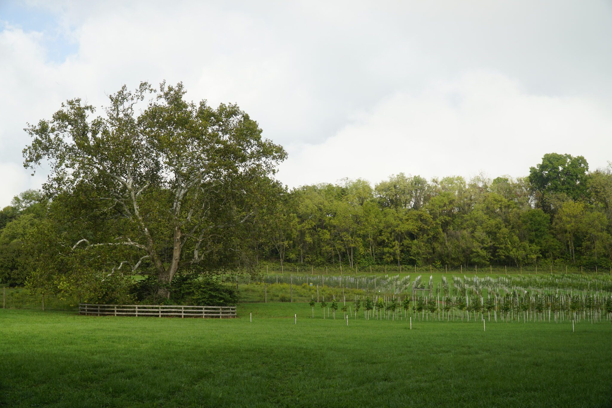 The Casey Tree Farm - Casey Trees