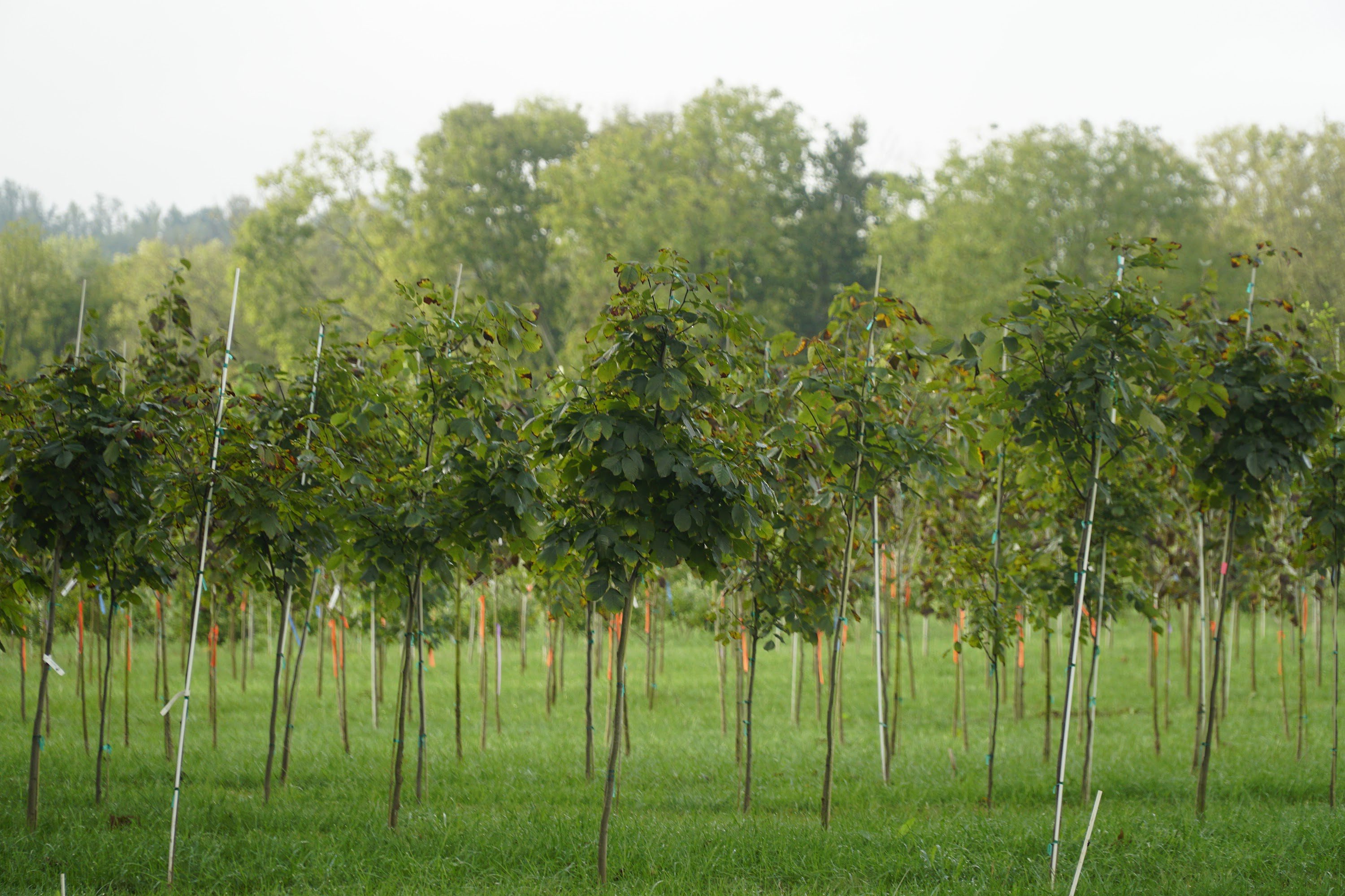 Growing the Future at Casey Tree Farm - Casey Trees