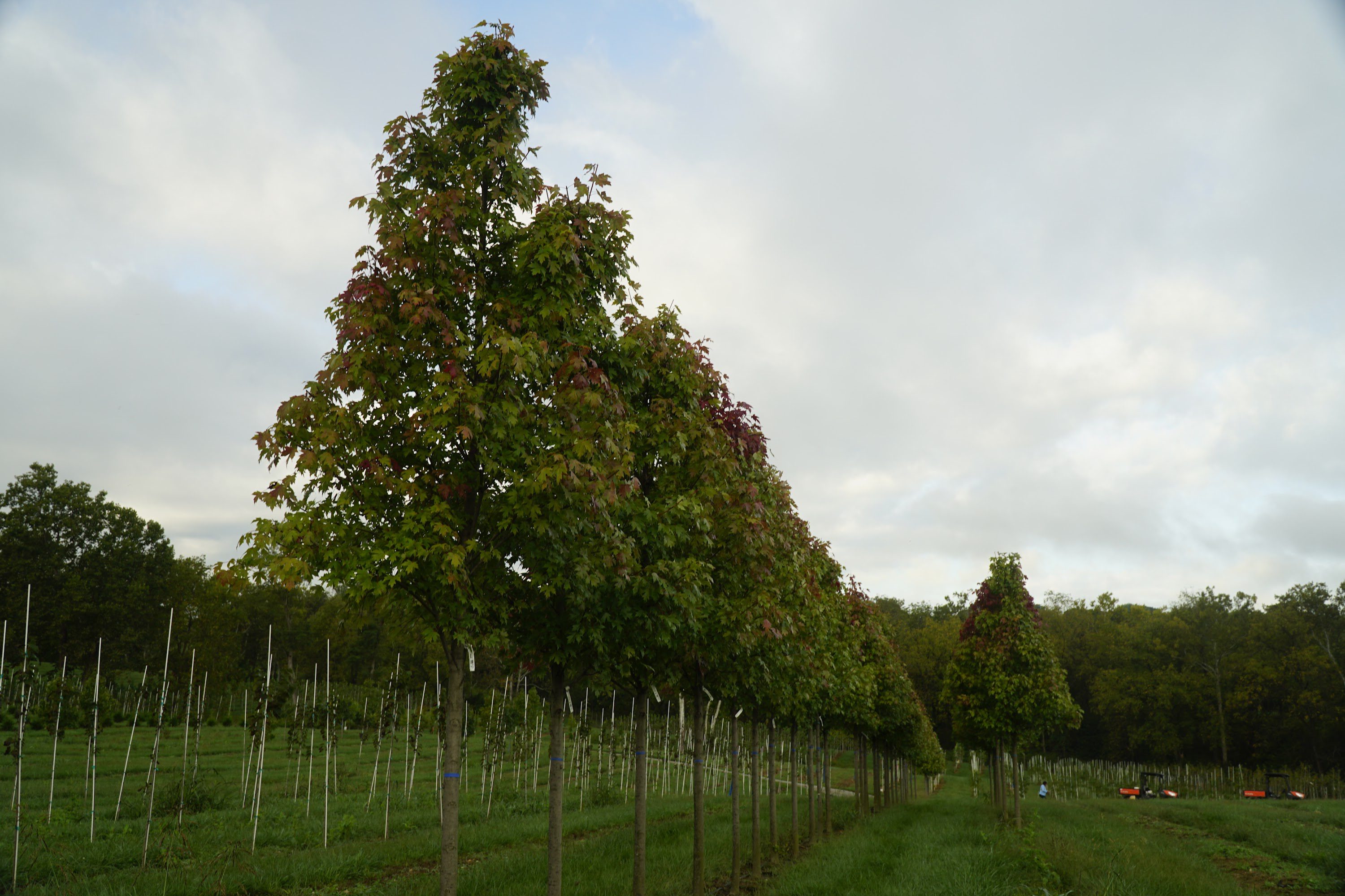 Growing the Future at Casey Tree Farm - Casey Trees