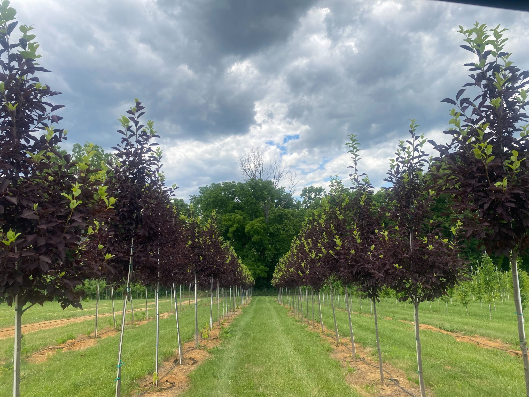 The Casey Tree Farm - Casey Trees