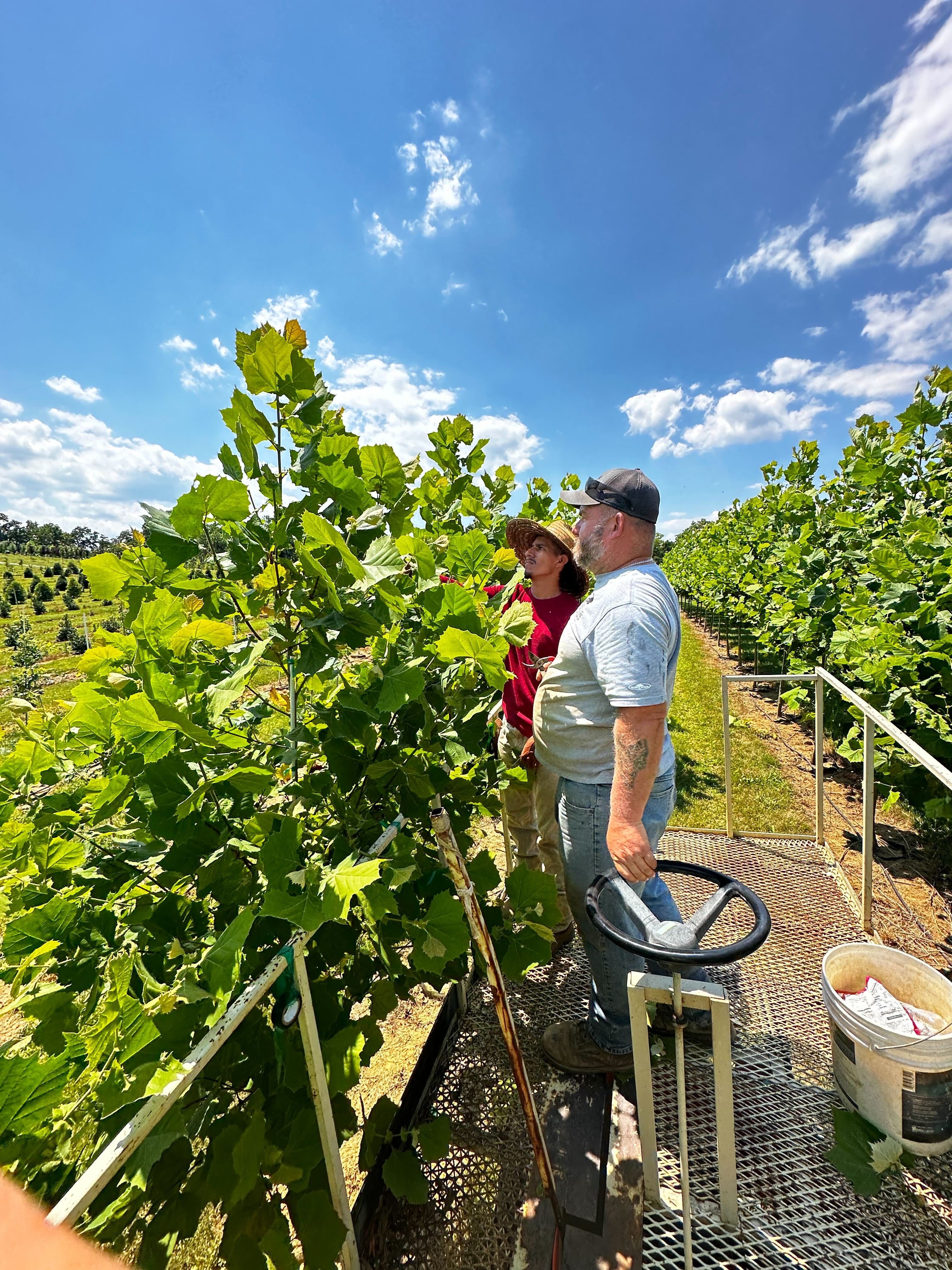Summertime Farm Updates - Casey Trees