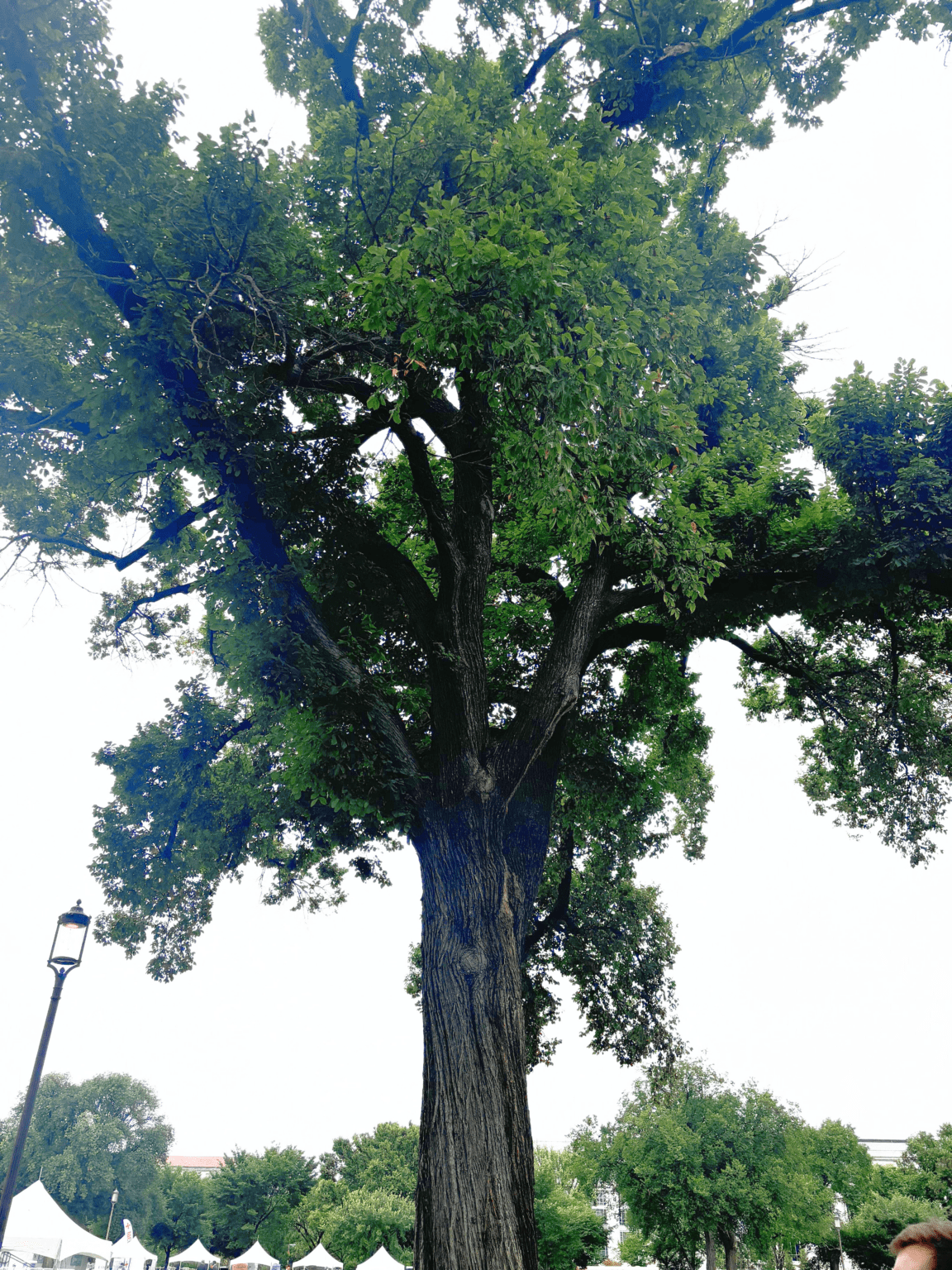James and the Jefferson Elm - Casey Trees