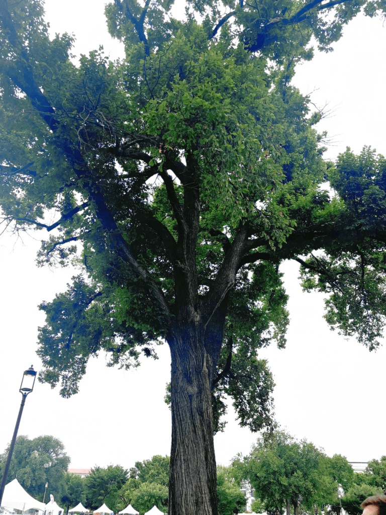 James and the Jefferson Elm - Casey Trees