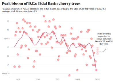 How Climate Change is Affecting Cherry Blossom Season - Casey Trees