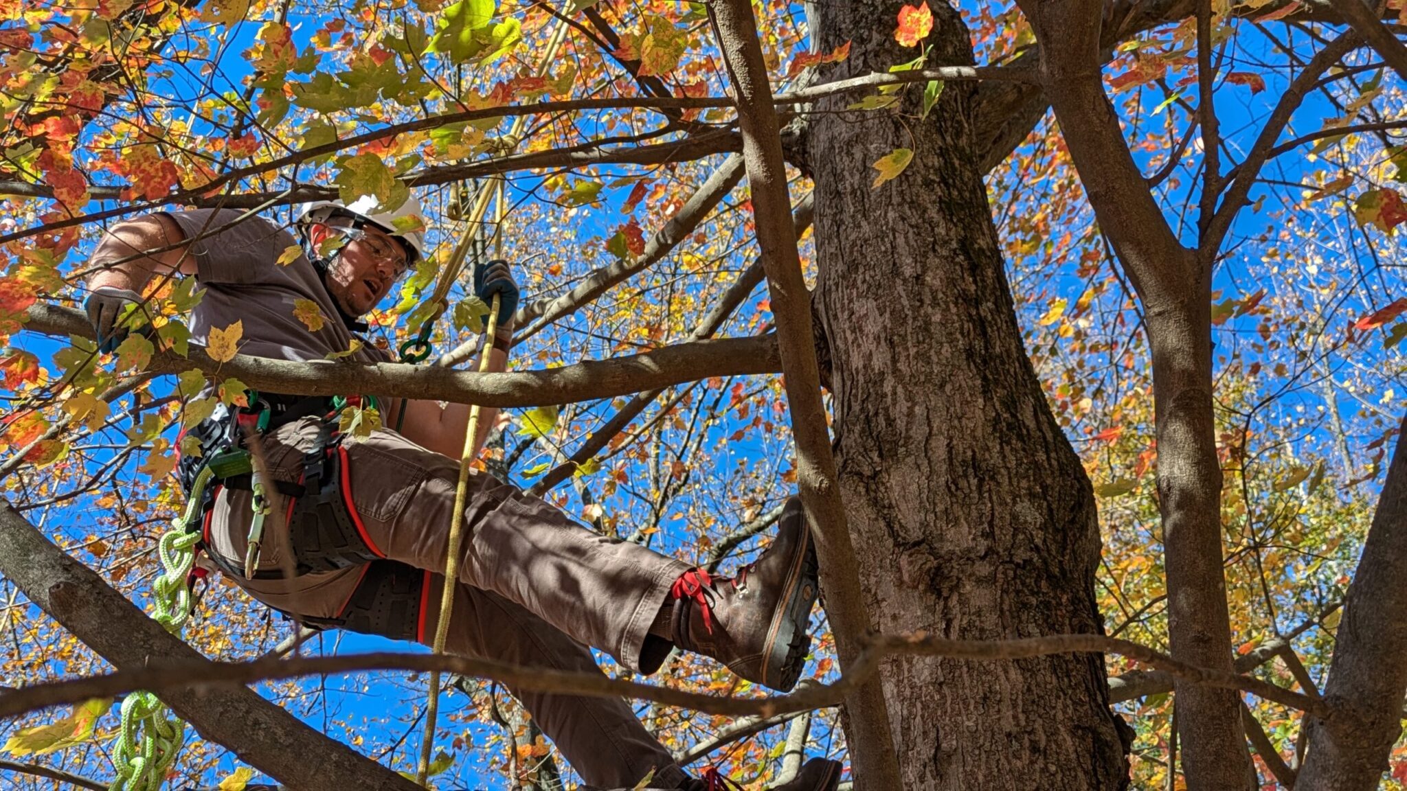 Tree Climbing Academy - Casey Trees