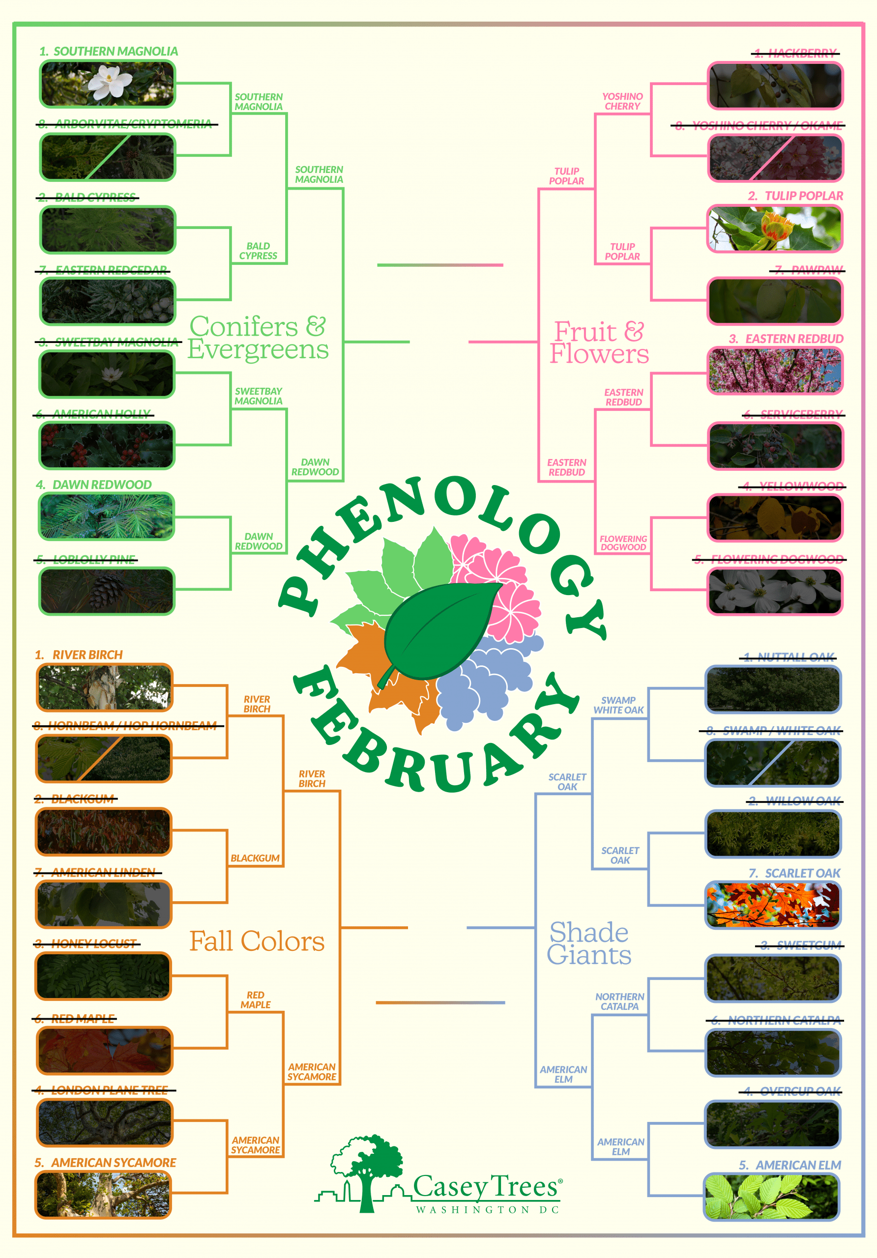 Phenology February: Round 3 - Casey Trees