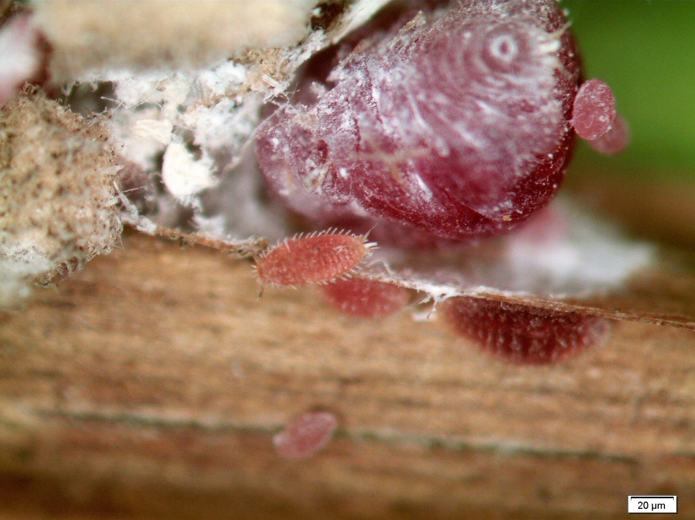 Crapemyrtle Bark Scale: Small Bugs Causing Big Headaches - Casey Trees