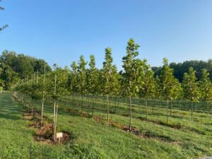 The Casey Tree Farm - Casey Trees