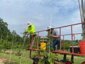 The Casey Tree Farm - Casey Trees
