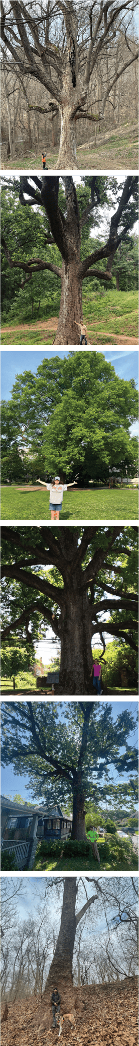 Let’s Find the Largest Tree in DC - Casey Trees