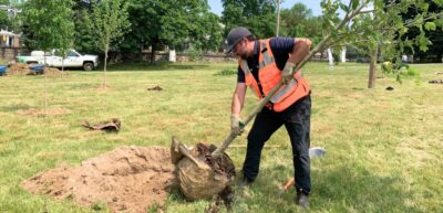 Talking Urban Tree Selection with the GardenDC Podcast - Casey Trees