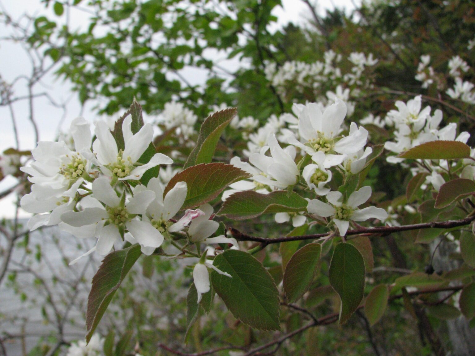 The Serviceberry: A Guide to Appreciating this Small but Mighty Tree ...