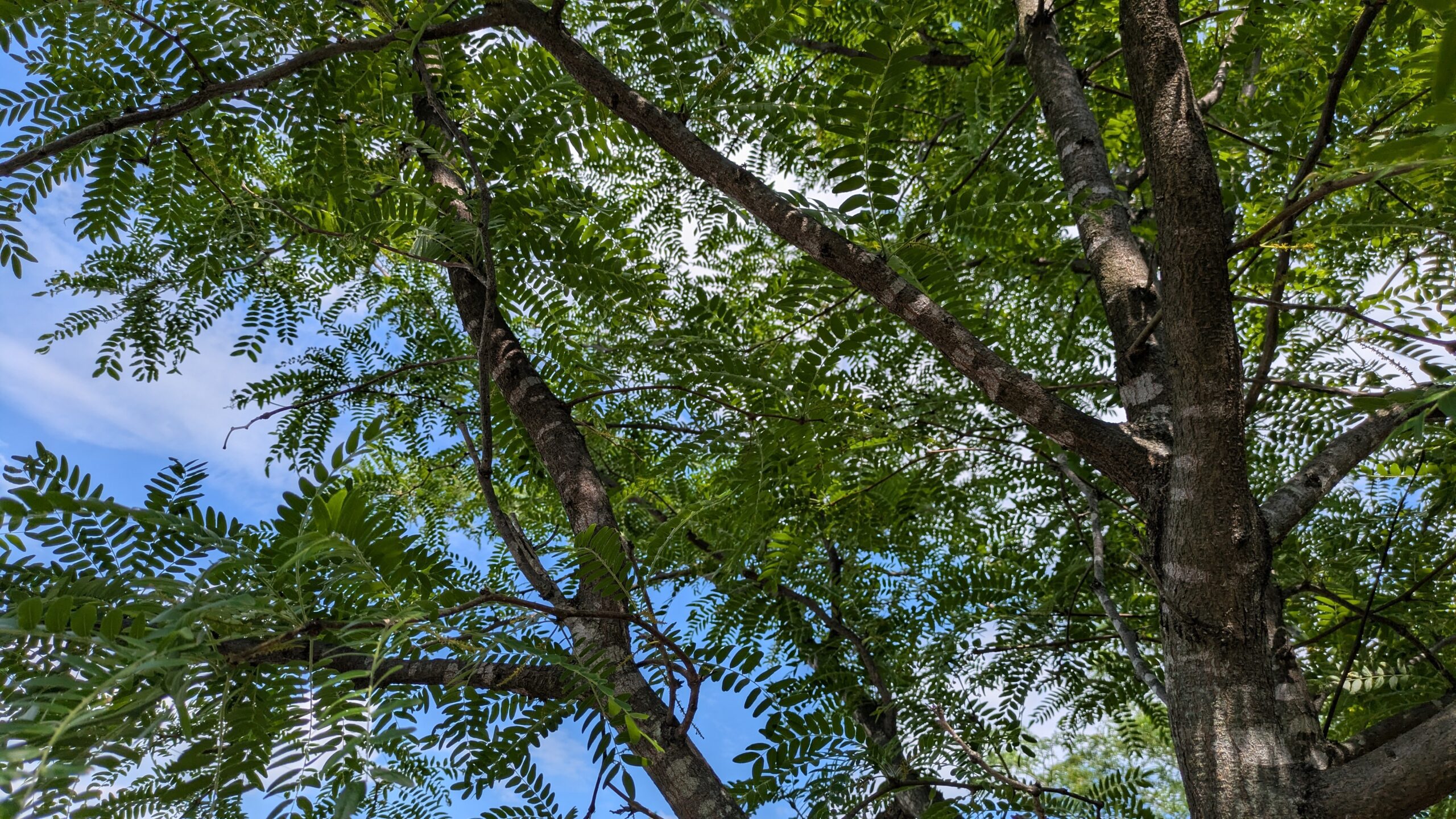 Update: Tree Preservation Enhancement Amendment Act of 2025 - Casey Trees