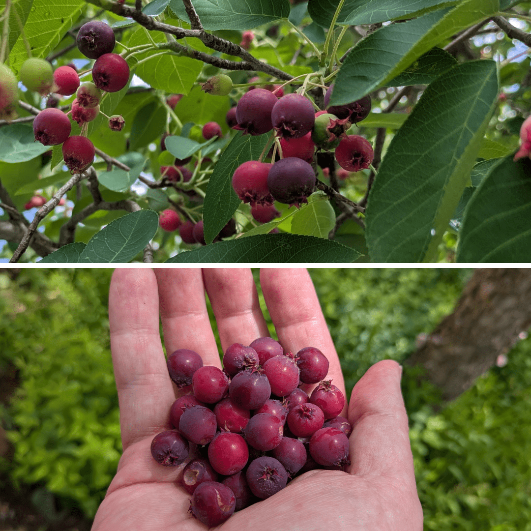 The Serviceberry: A Guide to Appreciating this Small but Mighty Tree ...
