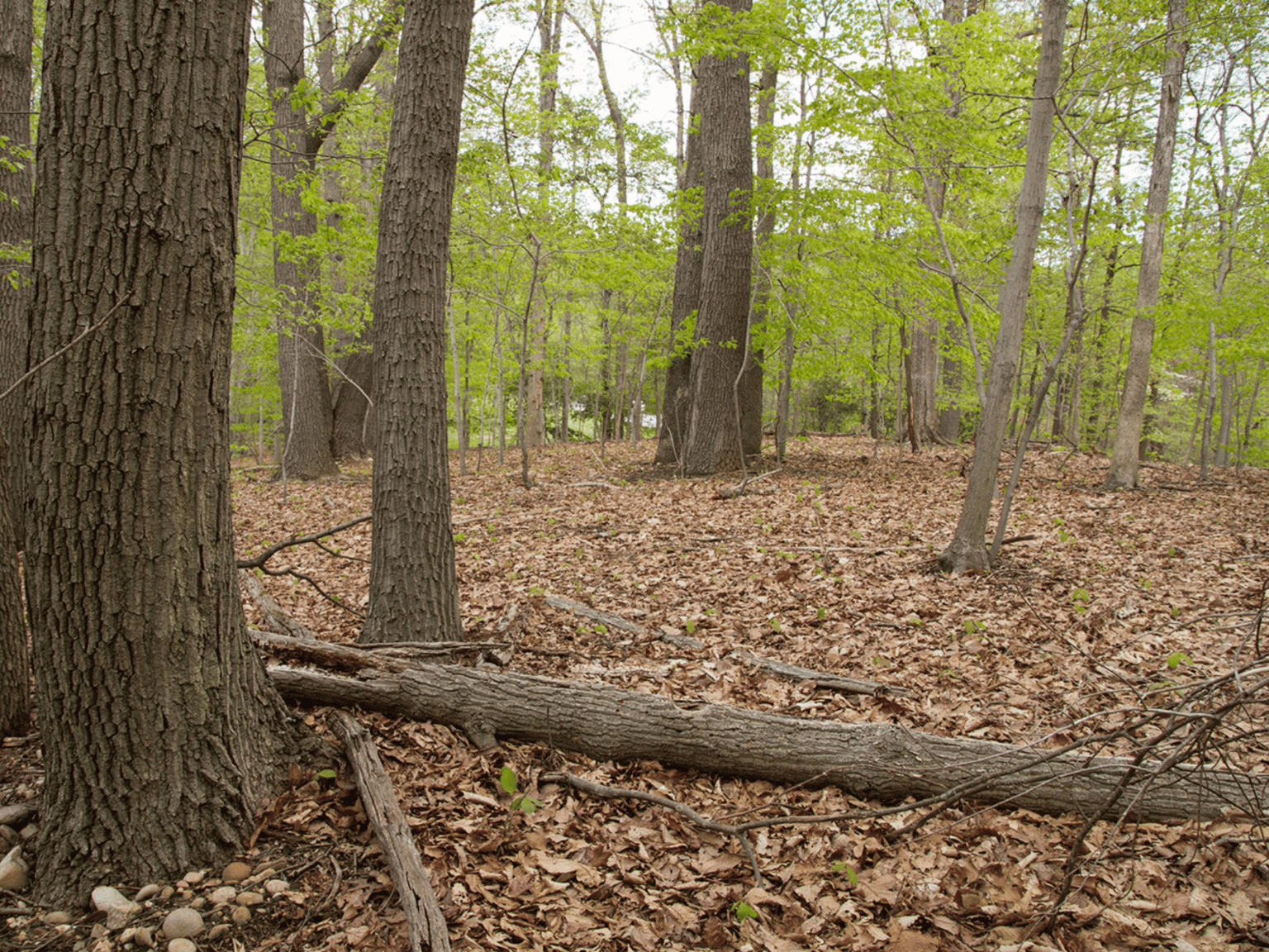 DC Is Hot and Humid - But Is It Really a Swamp? - Casey Trees