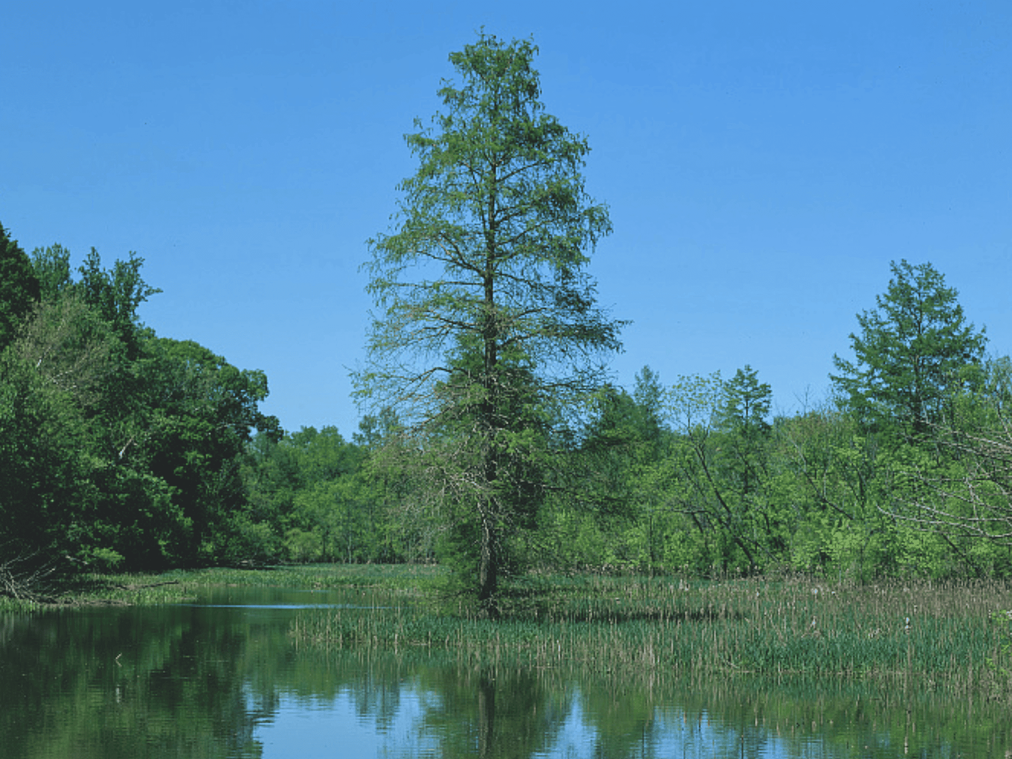 DC Is Hot and Humid - But Is It Really a Swamp? - Casey Trees