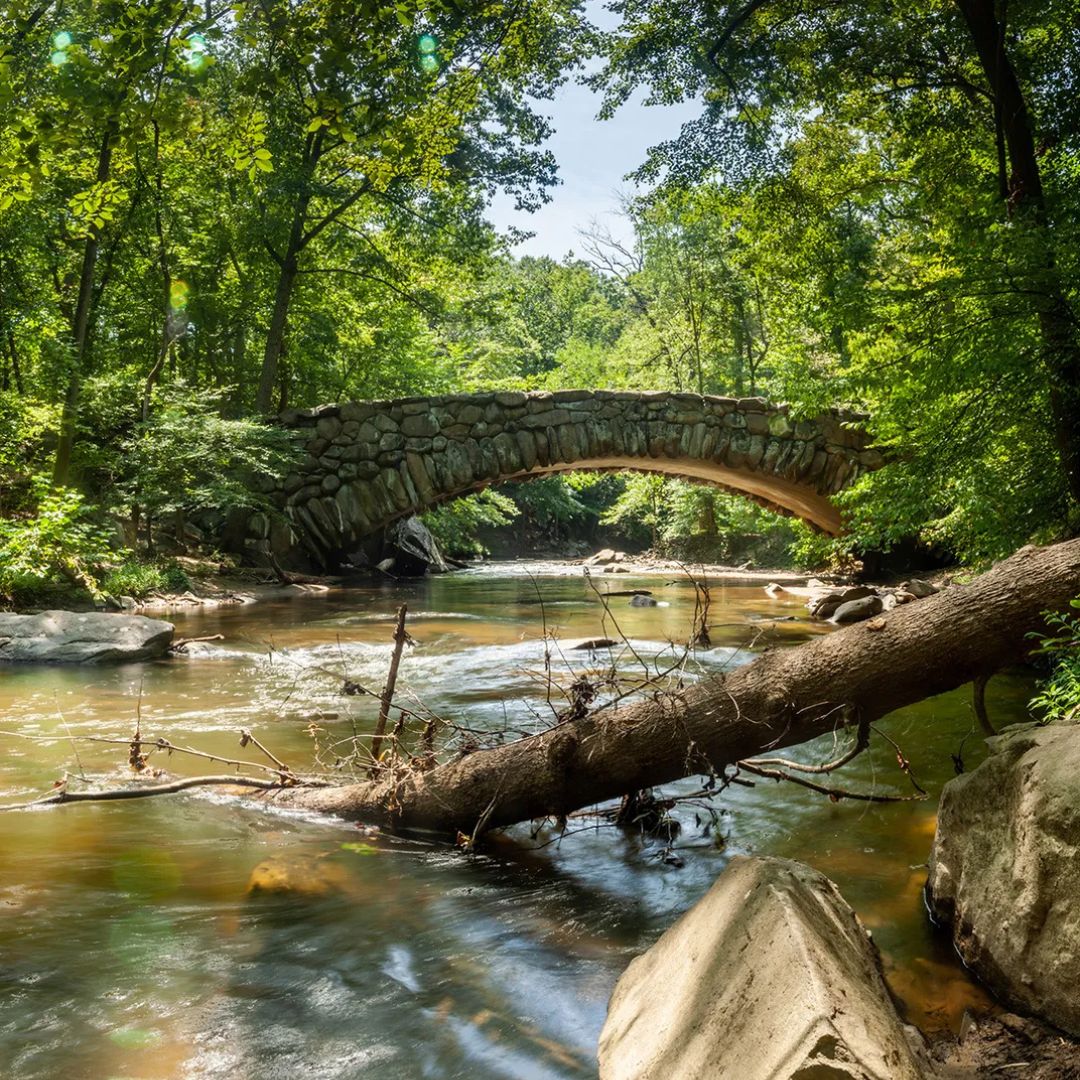 DC Is Hot and Humid - But Is It Really a Swamp? - Casey Trees