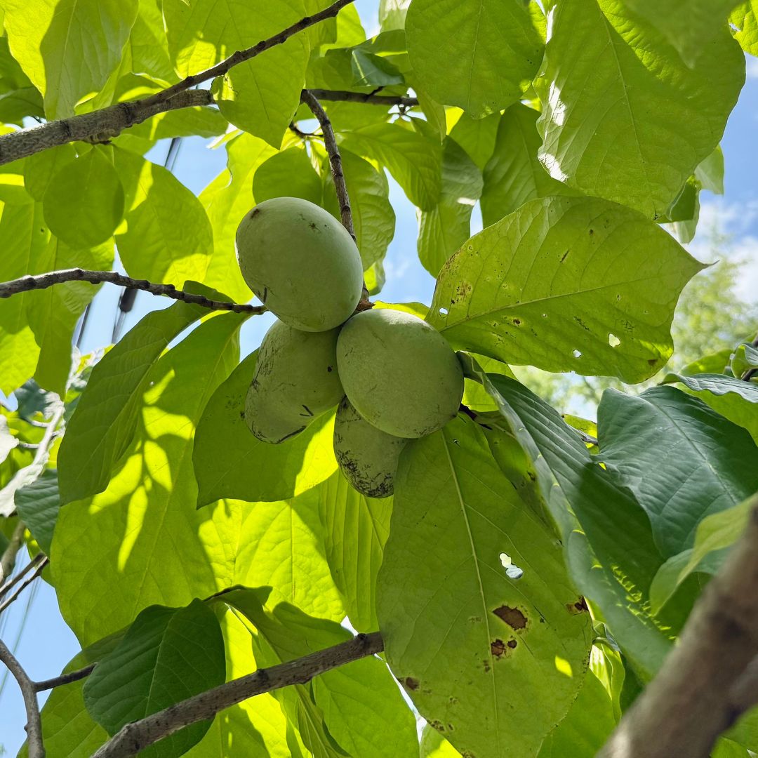 Get Ready for Pawpaw Season! - Casey Trees