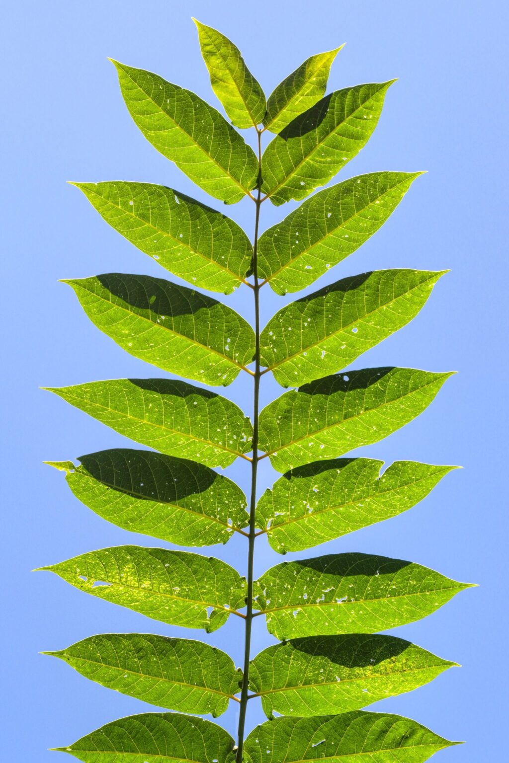 Tree of Heaven: The Invasive That's Probably in Your Backyard - Casey Trees