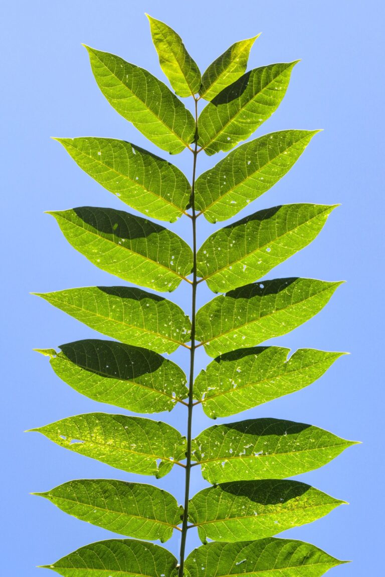 Tree of Heaven: The Invasive That's Probably in Your Backyard - Casey Trees
