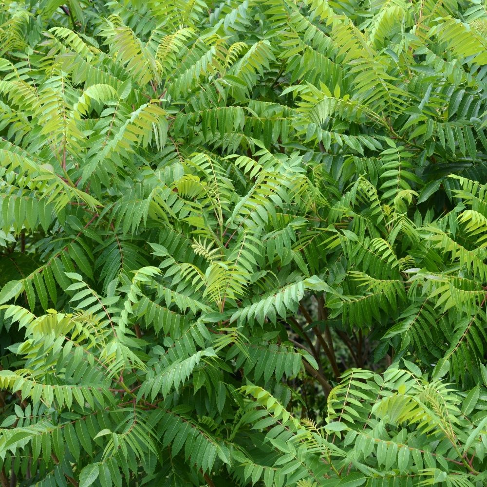 Tree of Heaven: The Invasive That's Probably in Your Backyard - Casey Trees
