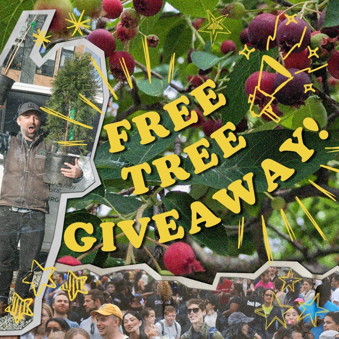 FREE TREE Giveaway at the DC State Fair! - Casey Trees
