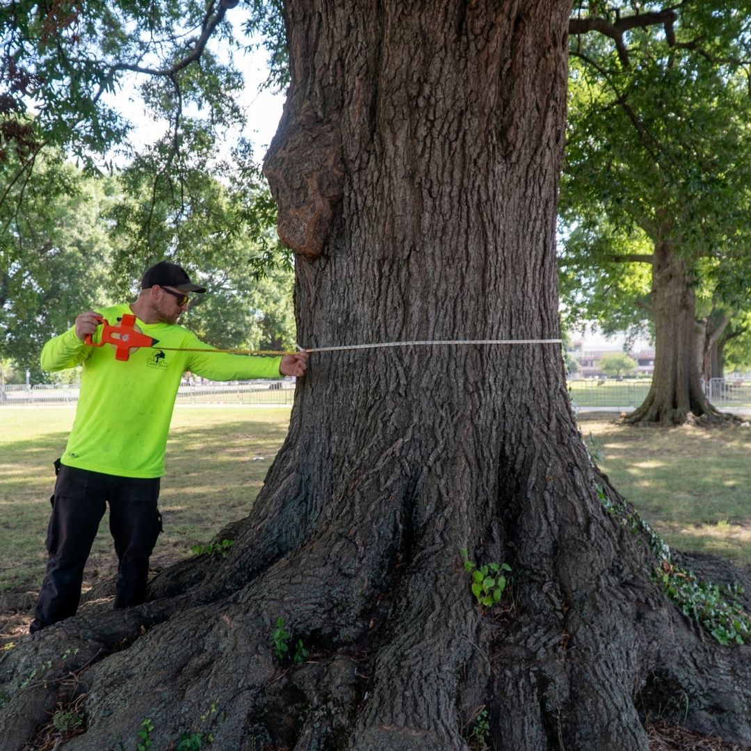 Sign The Petition: Don’t Cut Down RFK’s Heritage Trees - Casey Trees