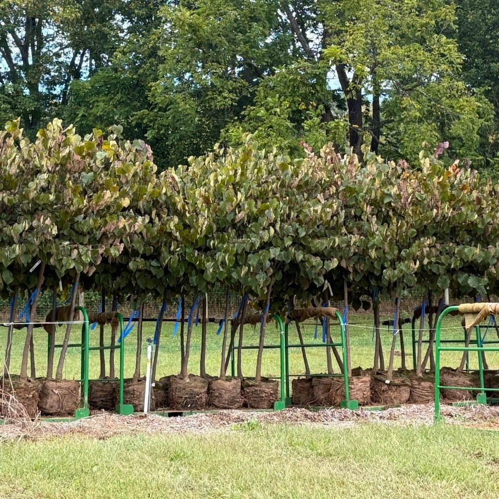 Summer Highlights from the Casey Tree Farm - Casey Trees