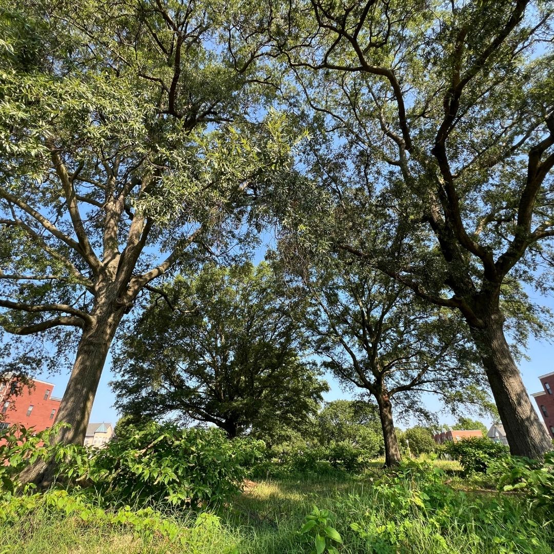 DC’s Tree Laws Should be Protections, Not Suggestions - Casey Trees