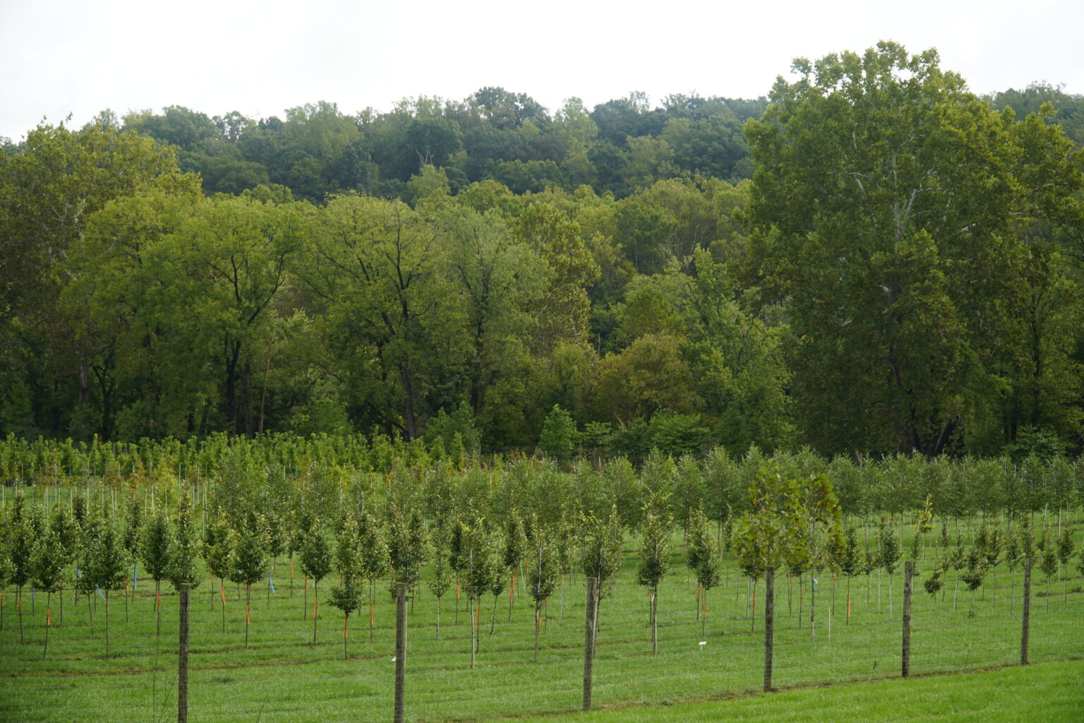 The Casey Tree Farm - Casey Trees