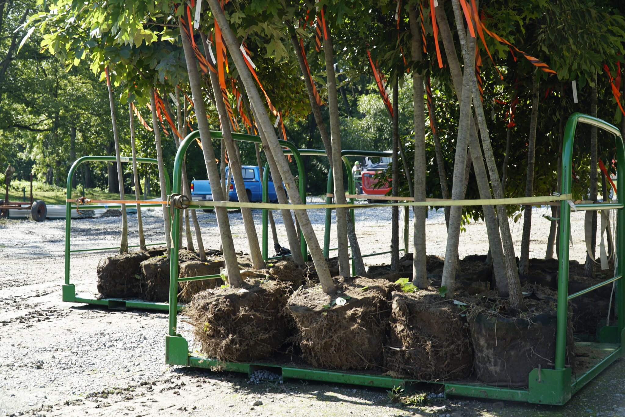 The Casey Tree Farm - Casey Trees
