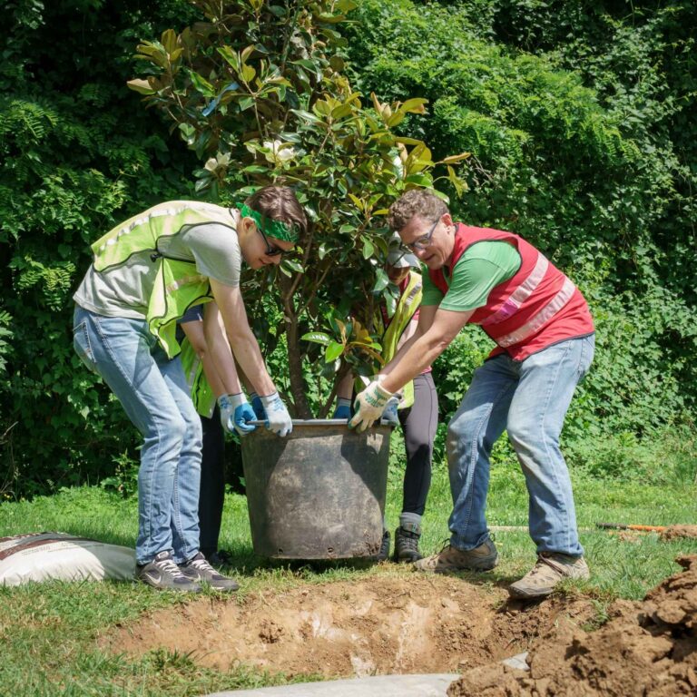 250 Years of America. 250 Trees for its Capital. - Casey Trees