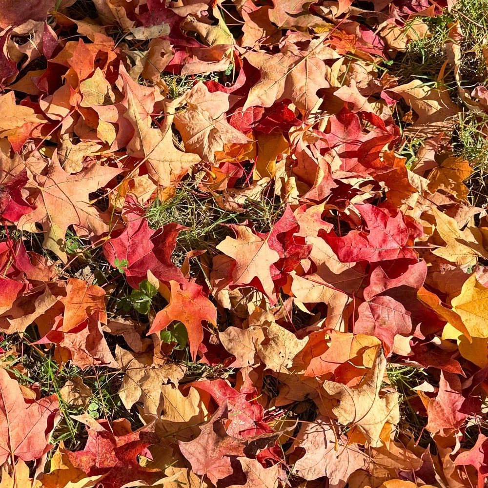 October is Leave the Leaves Month! - Casey Trees