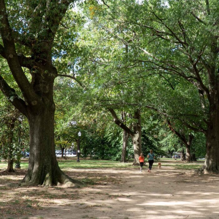 250 Years of America. 250 Trees for its Capital. - Casey Trees