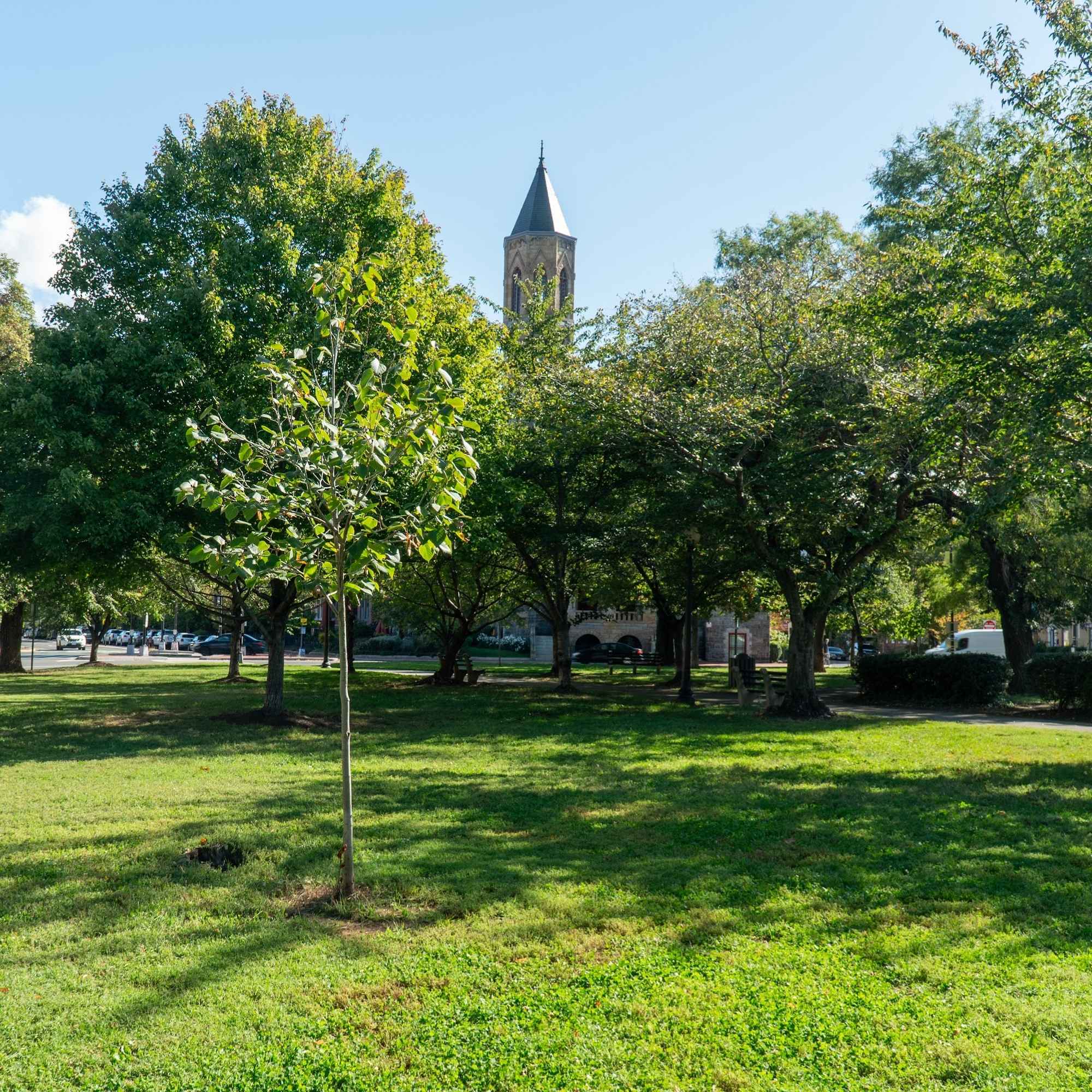 250 Years of America. 250 Trees for its Capital. - Casey Trees