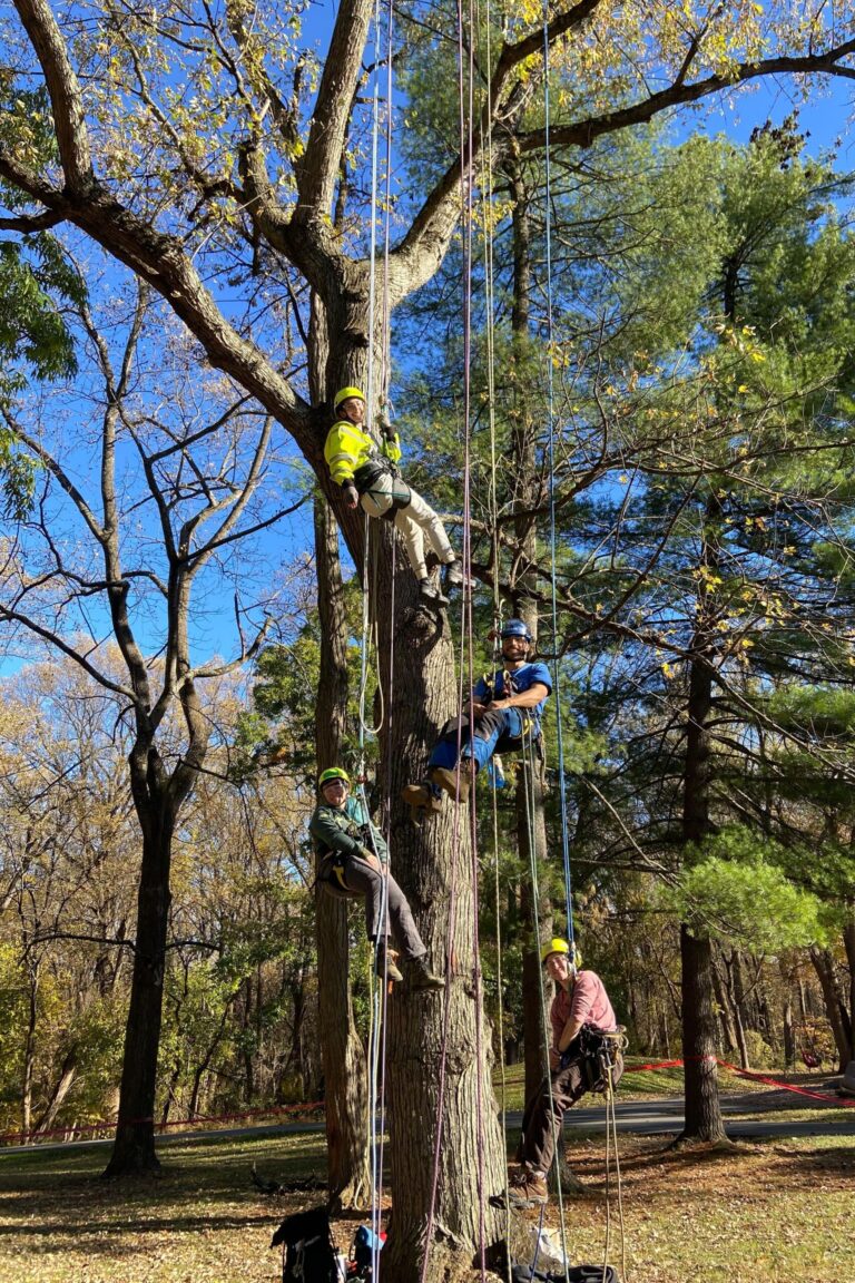 Setting Our Sights High: The 2025 Tree Climbing Academy - Casey Trees