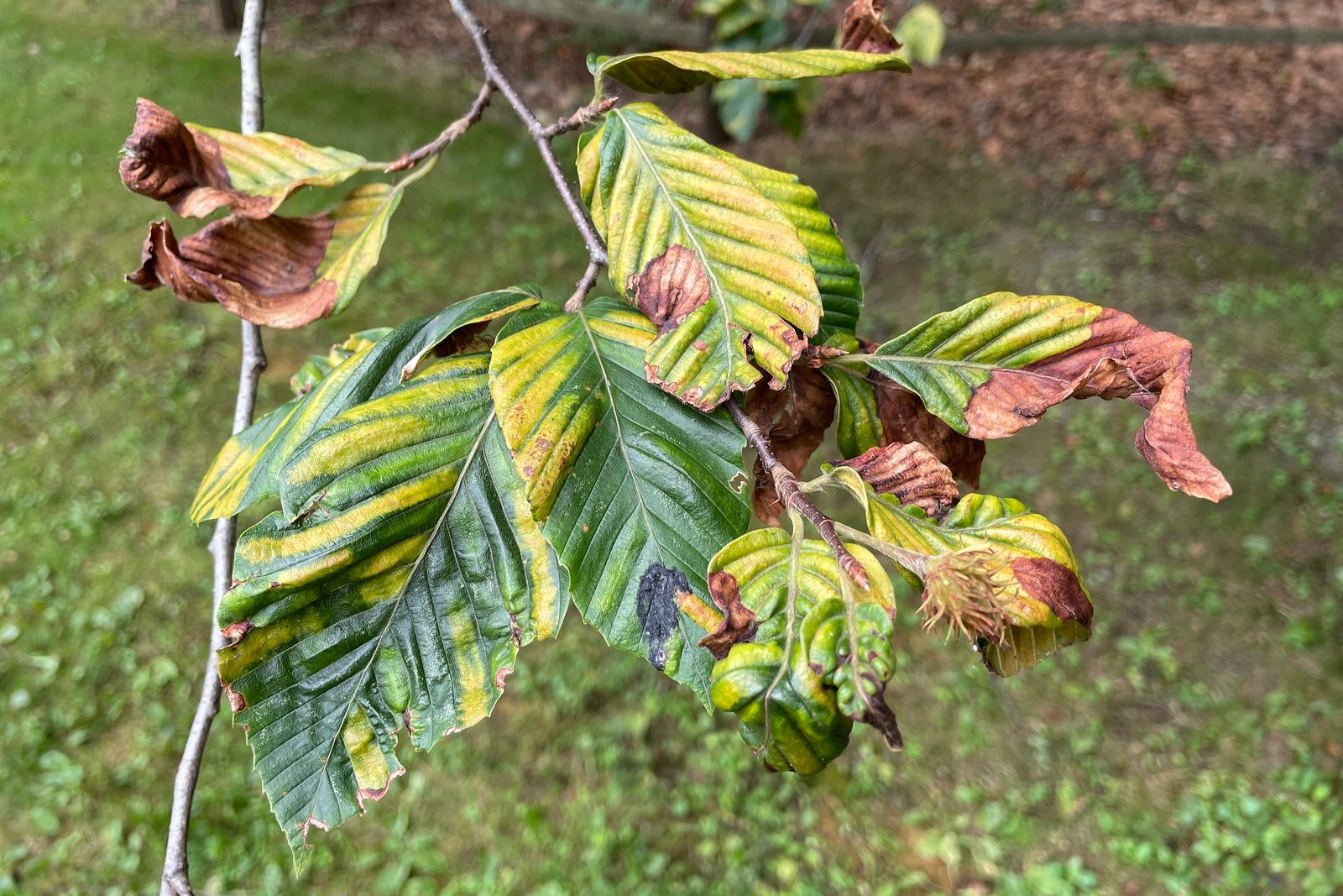 Beech Leaf Disease: An Emerging Threat to Our Forests - Casey Trees