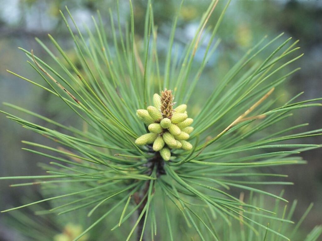The Science of the Seasons: How Trees Weather the Winter - Casey Trees