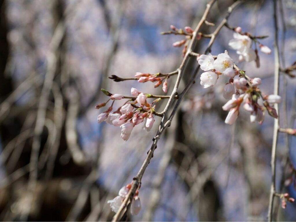 The Science of the Seasons: How Trees Weather the Winter - Casey Trees