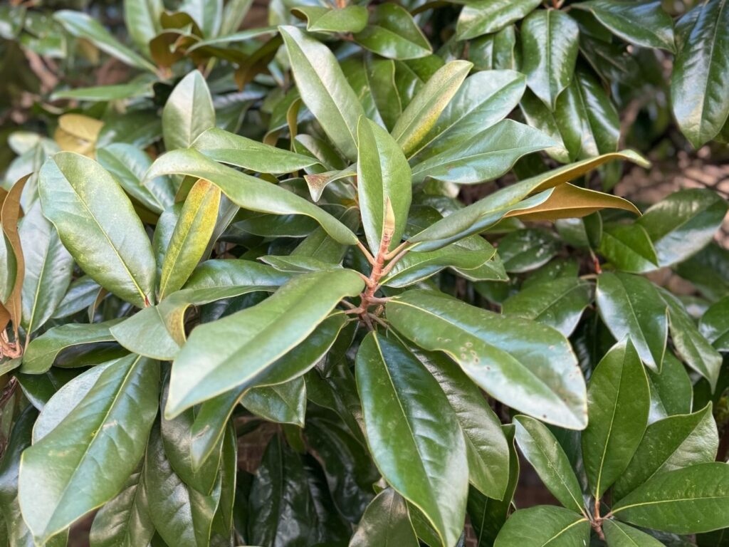 The Science of the Seasons: How Trees Weather the Winter - Casey Trees