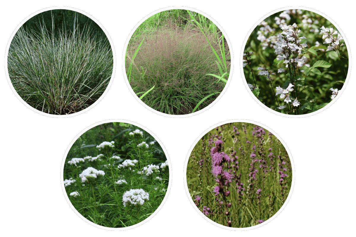 Native Garden Starter Kits - Casey Trees