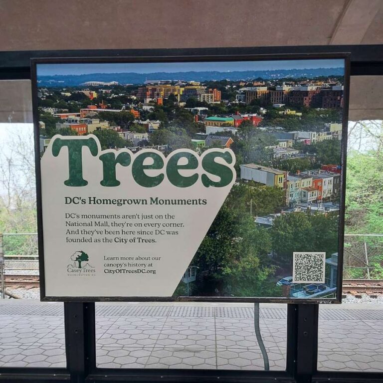 Trees: Celebrating DC’s Homegrown Monuments - Casey Trees